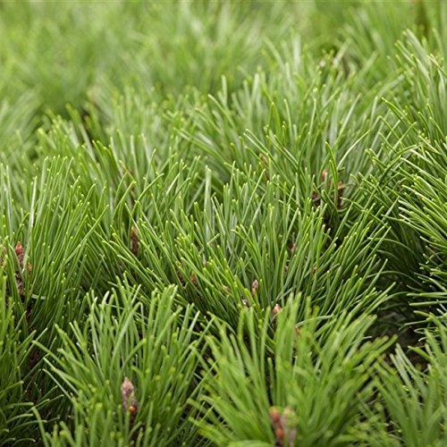 Zwerg Pinie – Die 15 besten Produkte im Vergleich - Hausbauberater Ratgeber