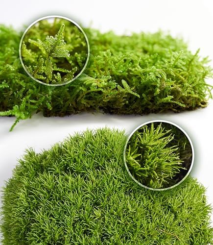 Amazon.com : Living Moss - Fresh Sheet Moss Perfect for Terrariums and ...