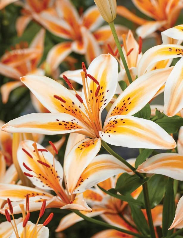 Siviga® Asiatic lily flower bulbs for Your Garden | lite orange Asiatic ...