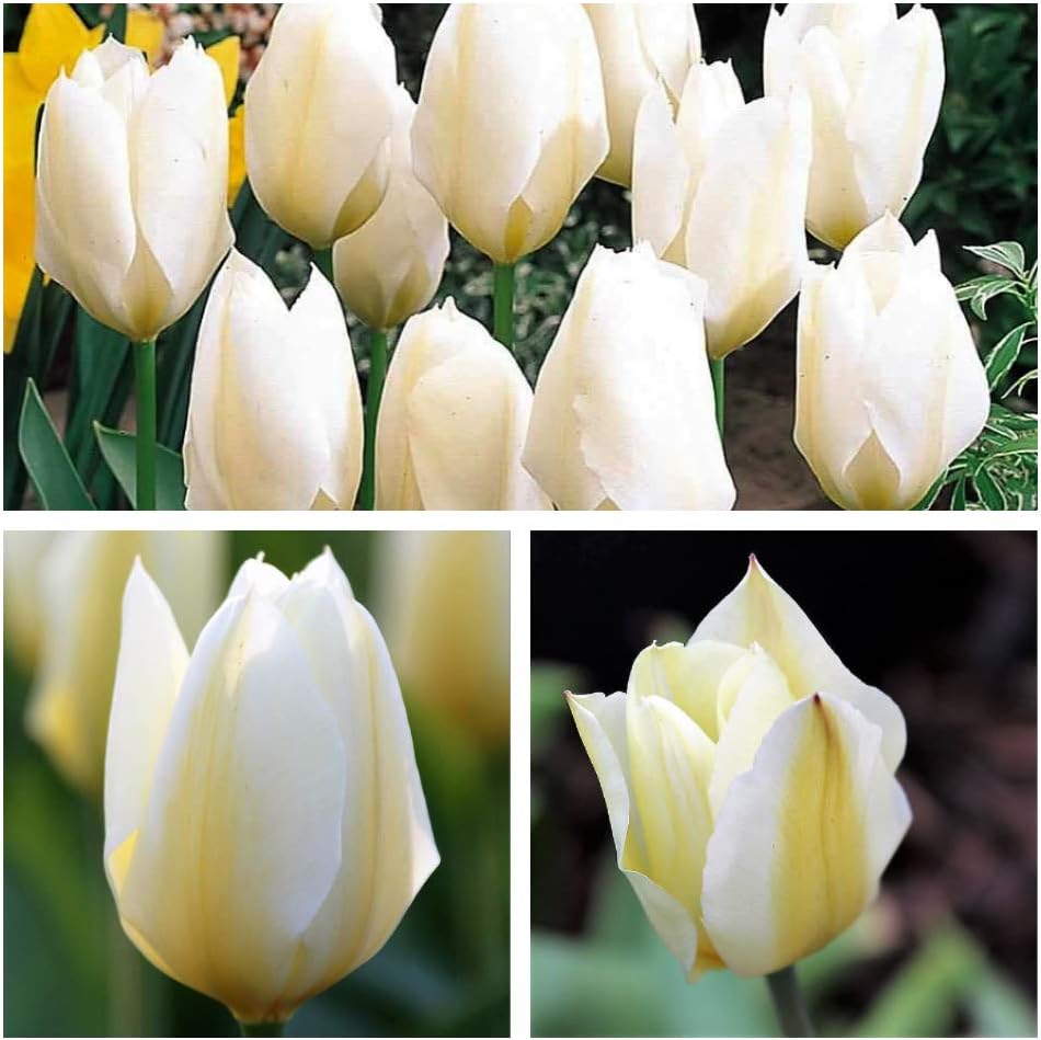 Triumph Tulip Mixed x 20 Flower Bulbs Size 10/11Beautiful Bright Spring ...