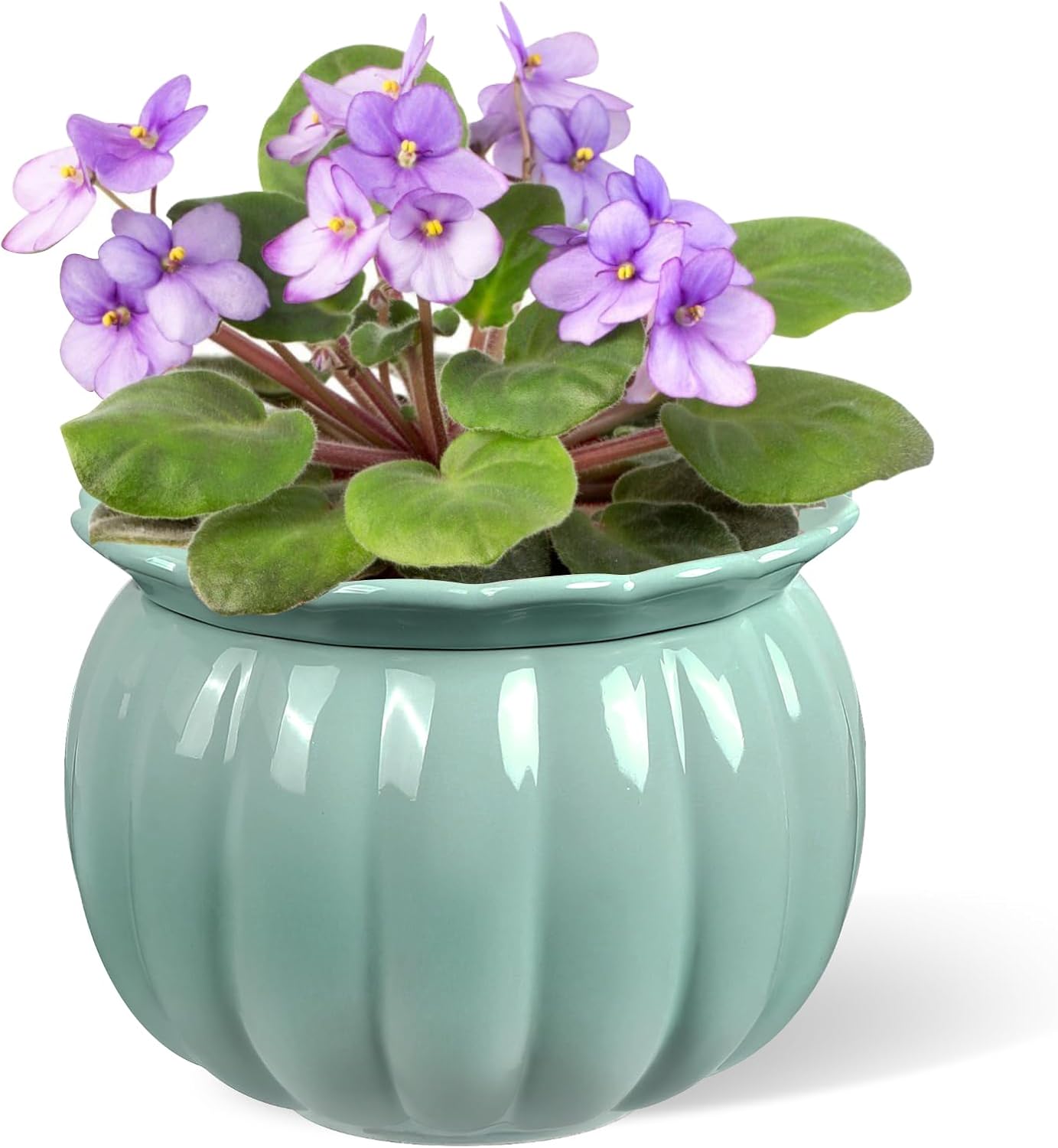 Amazon.com: BUYMAX African Violet Pots, 6 inch Pumpkin-Style Ceramic ...