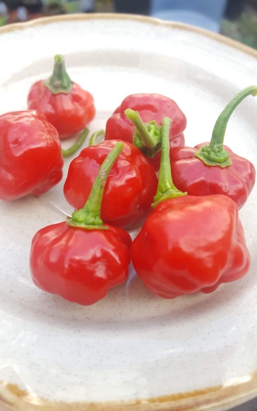 25 semillas de ají cachucha Dulce cubana Sweet Chilli Cubano: Amazon.es ...