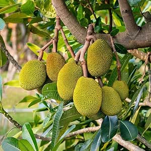 Amazon.com : Jackfruit Tree Plant for Planting, Golden Jackfruit Trees ...