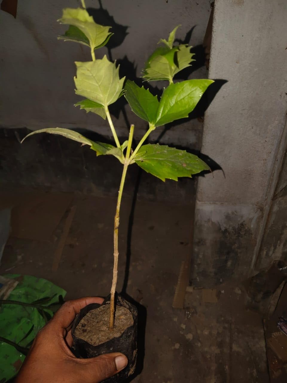 FARMERITY Harsingar (Parijat) live Plant & Tree | Night Flowering ...