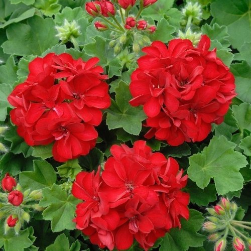 Kraft Seeds Geranium F1 Hybrid Flower with Free 100g Agropeat (Plant ...