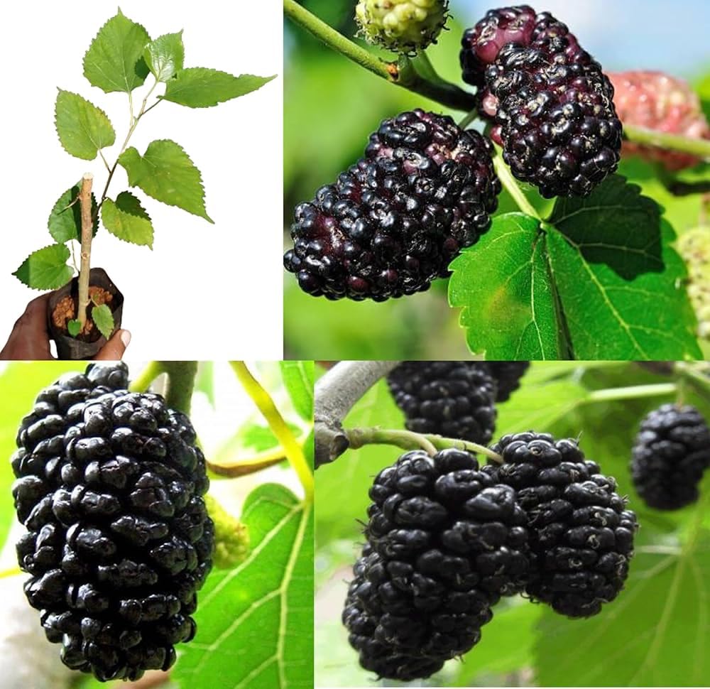Mulberry plant live grafted, Garden Ready Potted Black Mulberry Tree ...