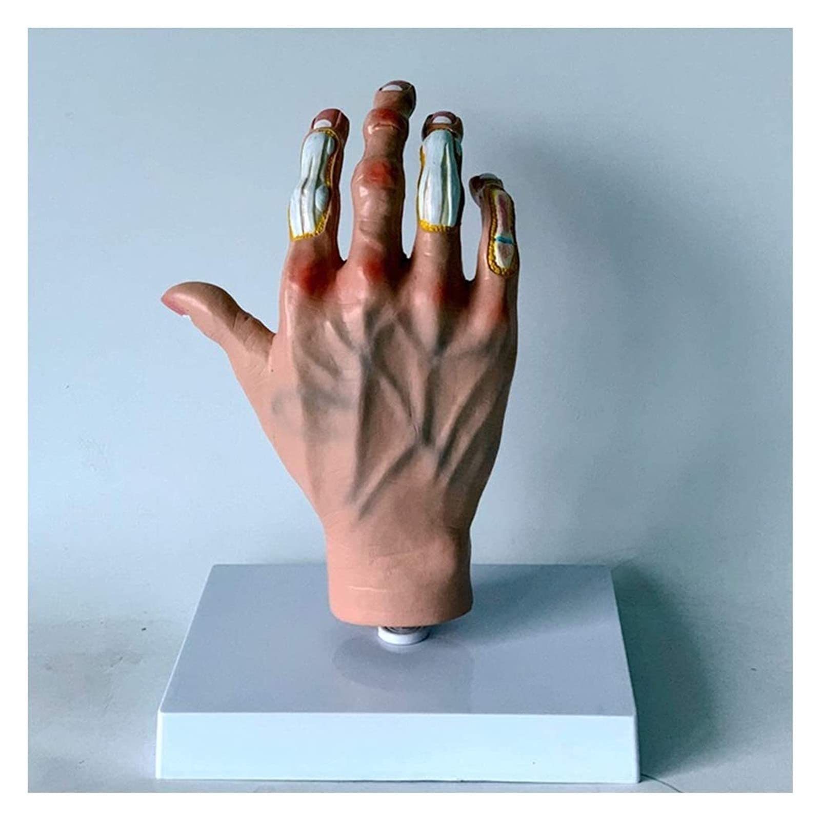 Buy Palm Anatomy Models The Anatomical Structure of The Painful Wind ...