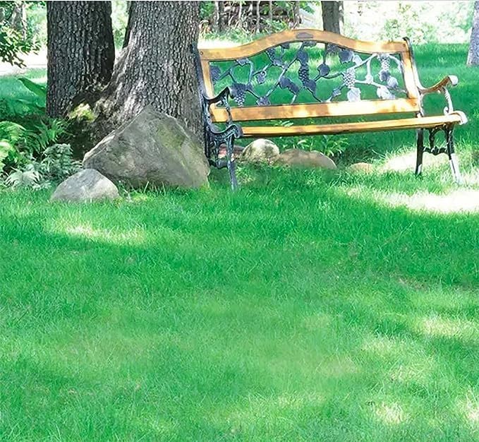 planting bermuda grass from seed Pack Of 7000 : Amazon.in: Garden ...