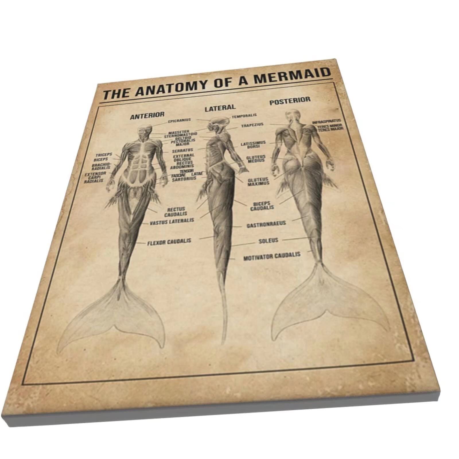 Merman Anatomy
