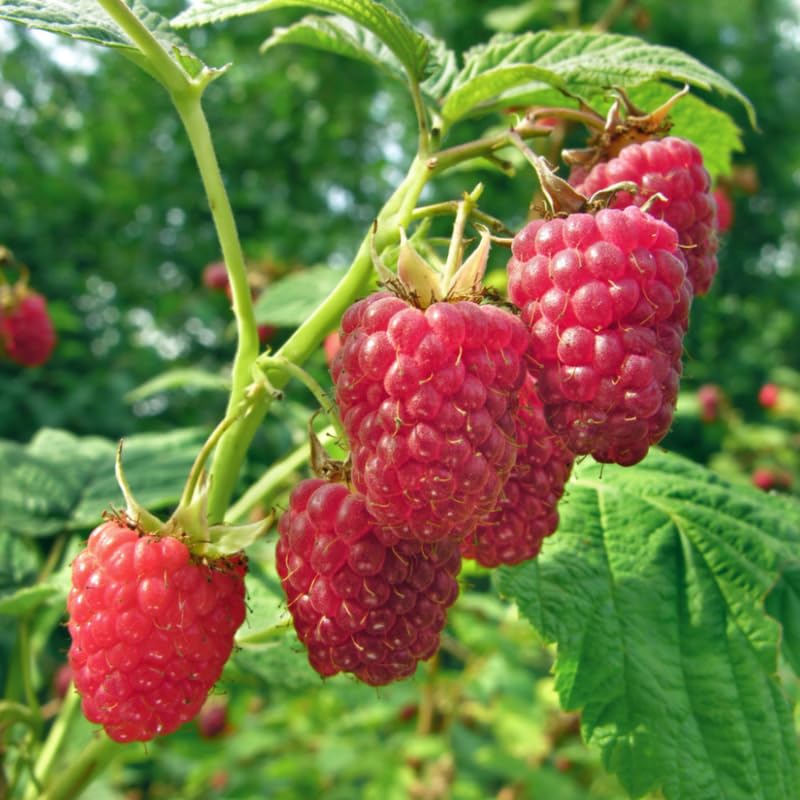 Amazon.com : 2 Caroline Red Raspberry Plants Live Seedlings 5 to 8 Inch ...
