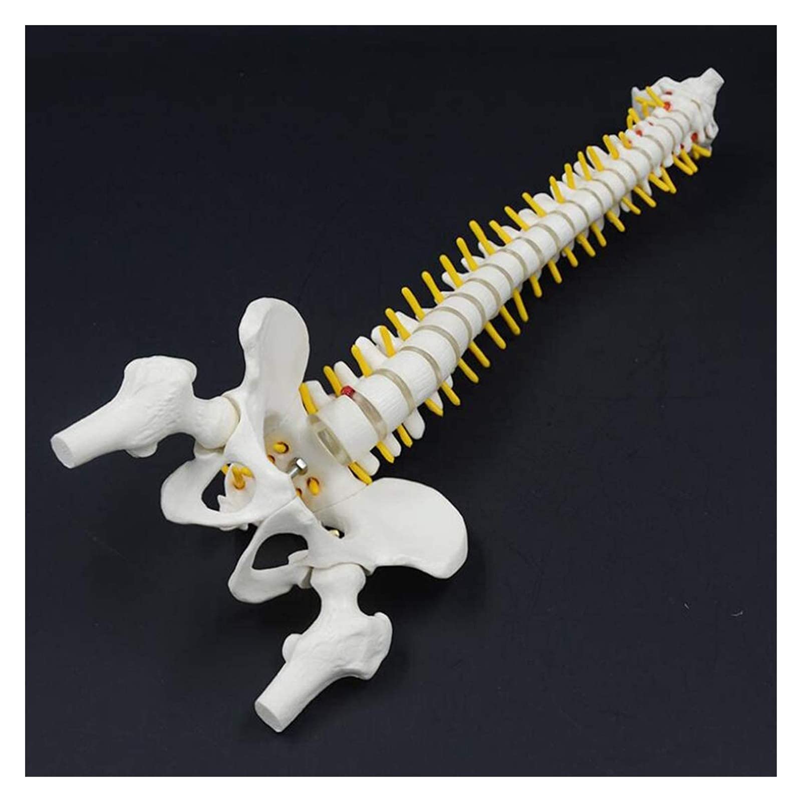 Buy REXGEL Educational Model, Miniature Spine Model Human Spine Anatomy ...