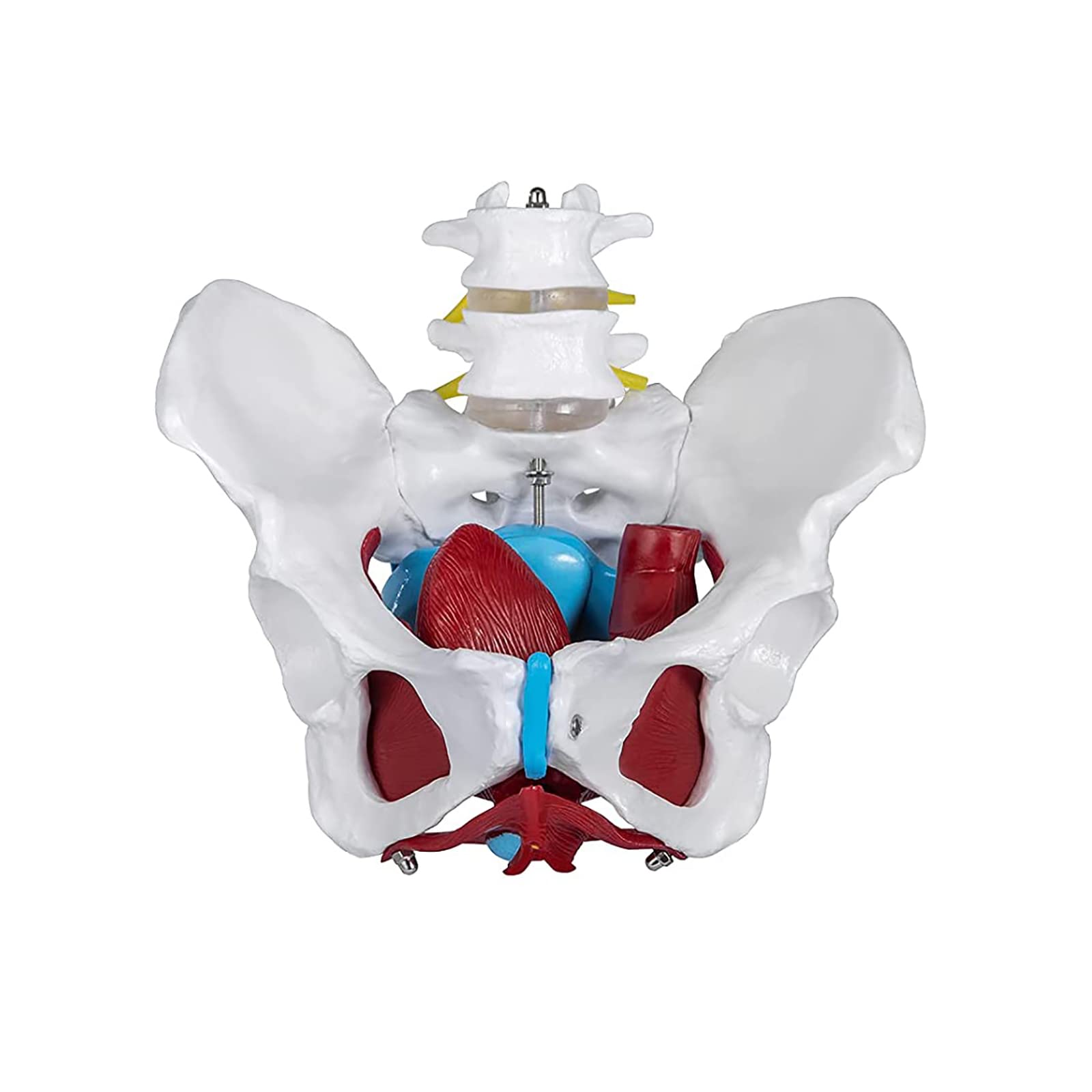 Buy FEIGENBAOMU Female Pelvic Floor Model, Scientific Anatomy Colored ...