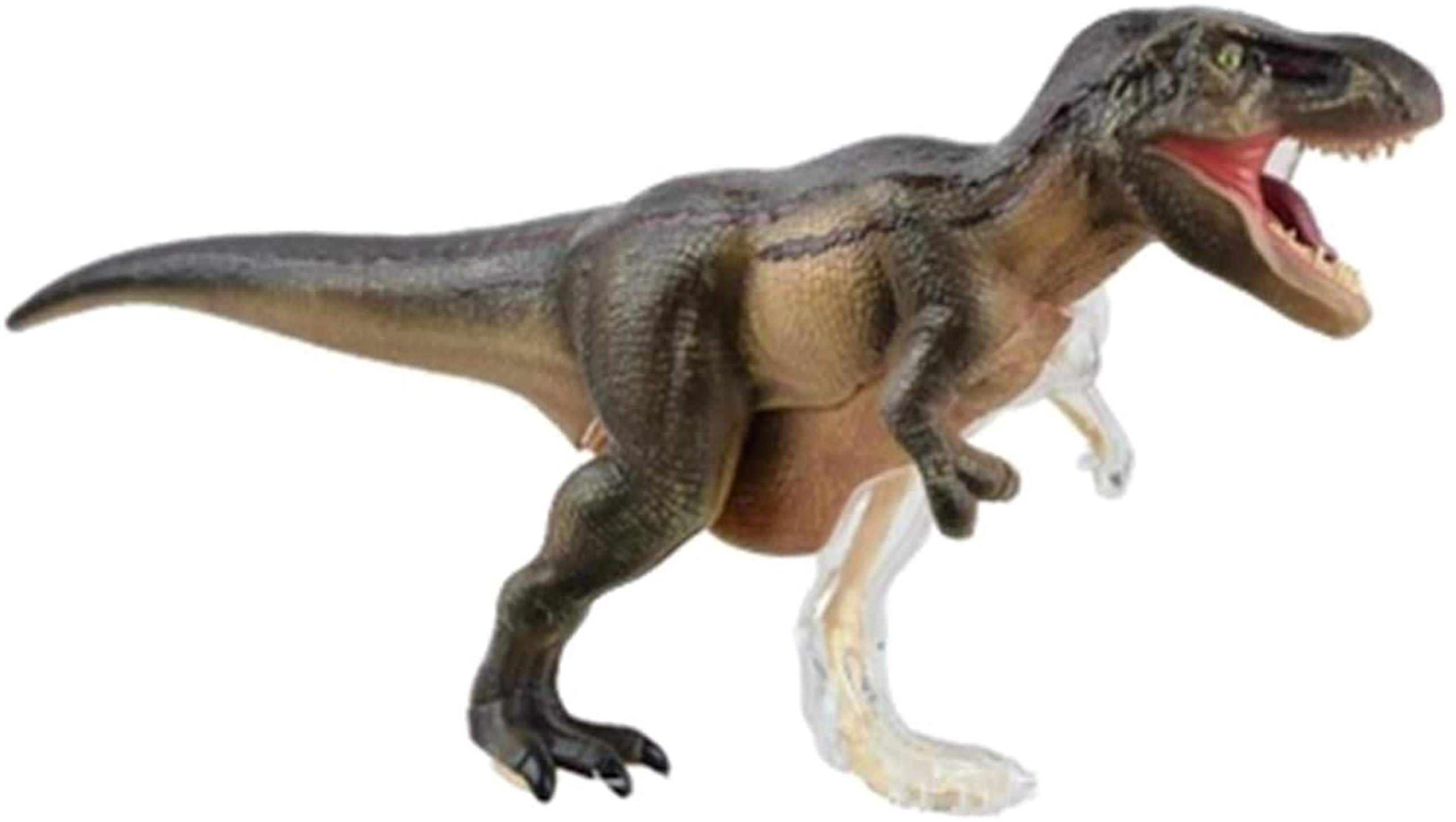 Buy Anatomy Model, 4D Vision Tyrannosaurus Rex Anatomy Model - 4D ...