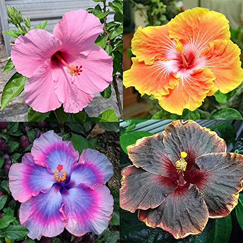 Hibiscus trionum - How to grow & care