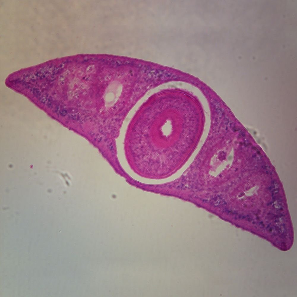 Planarias Sob Microscopio Chemical Amputation And Regeneration Of The