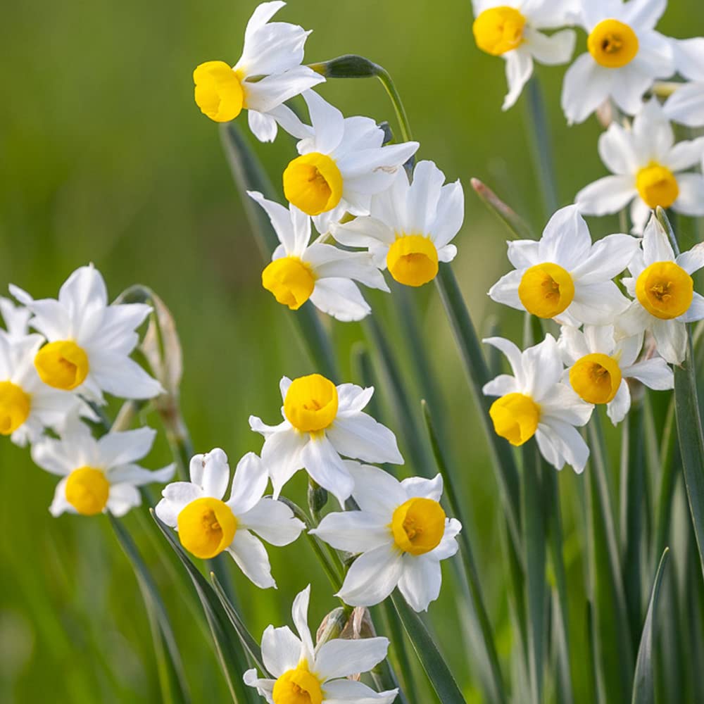 Yellow Spring Flower Bulb Narcissus Baby Moon | Daffodil Bulbs,
