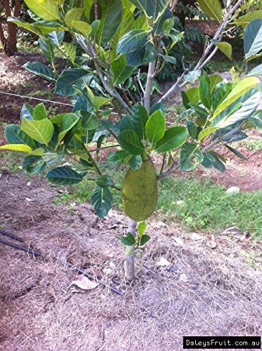 Creative Farmer Live Plant Jack Fruit Super Dwarf Early Variety ...