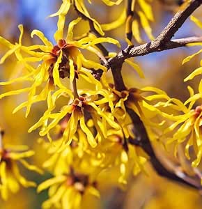 Amazon.com : Hamamelis virginiana (American Witchhazel, Witch Hazel ...