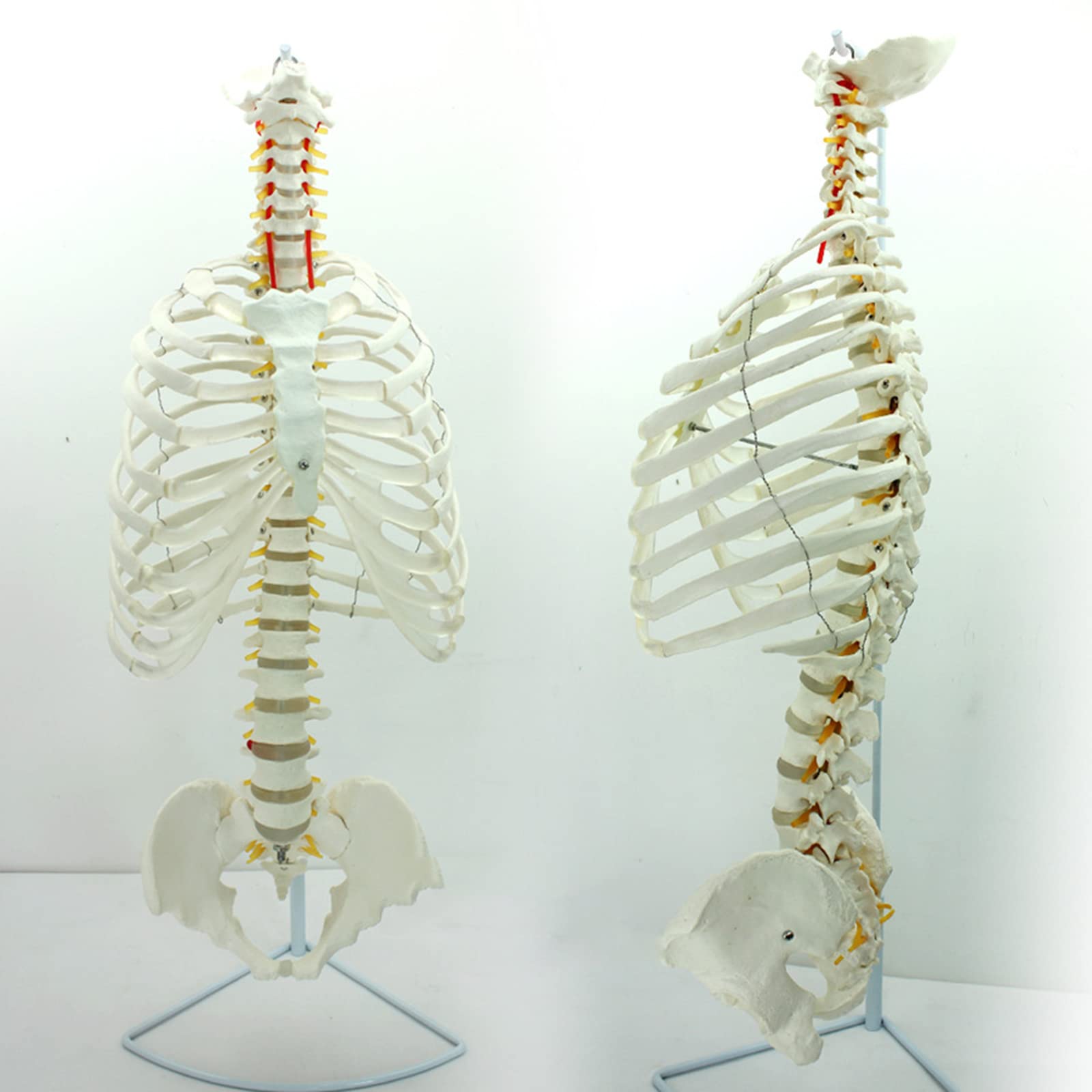 Buy WERYU Thoracic Pelvis Model,Sternum Model,Sternum and Cartilage ...