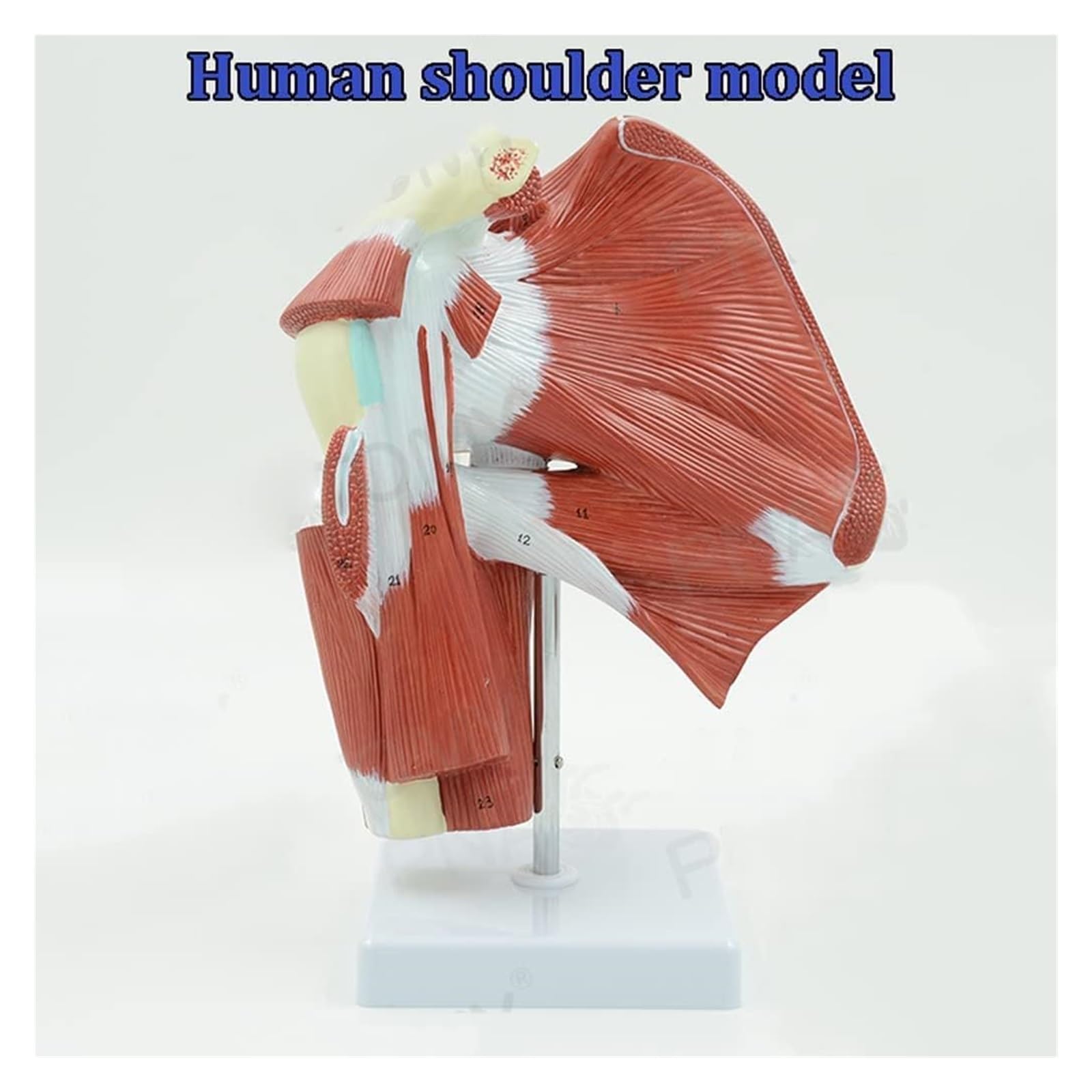 Tendones Del Cuerpo Humano Cuerpo Humano Para Niños Músculo:
