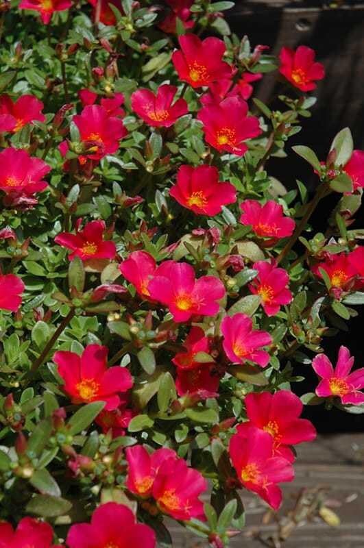 Punarva Portulaca Plant Portulaca Plant (Pack of 1) : Amazon.in: Garden ...