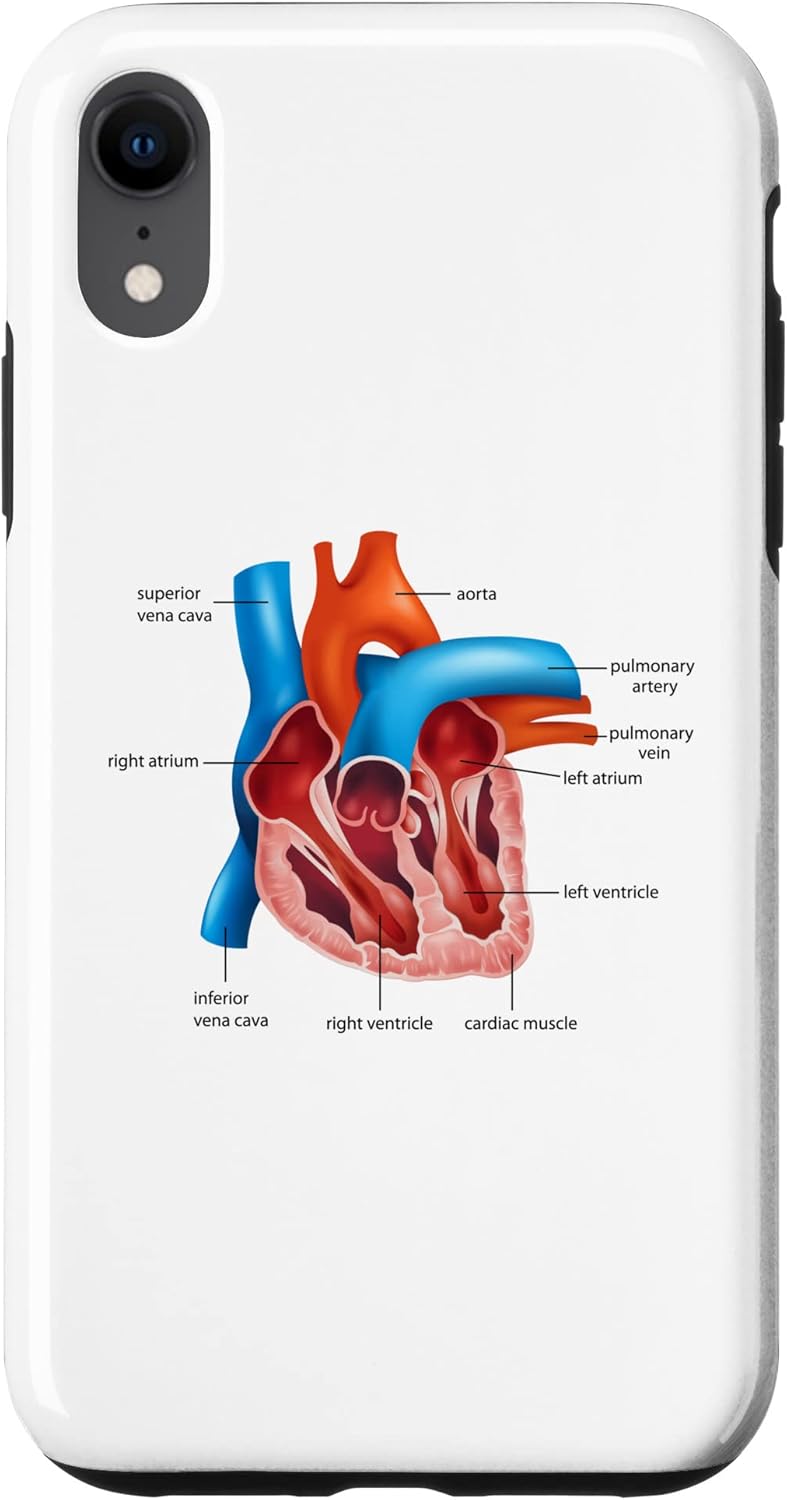 Amazon.com: iPhone XR Funny Human Heart Anatomy Anatomical Heart Case ...