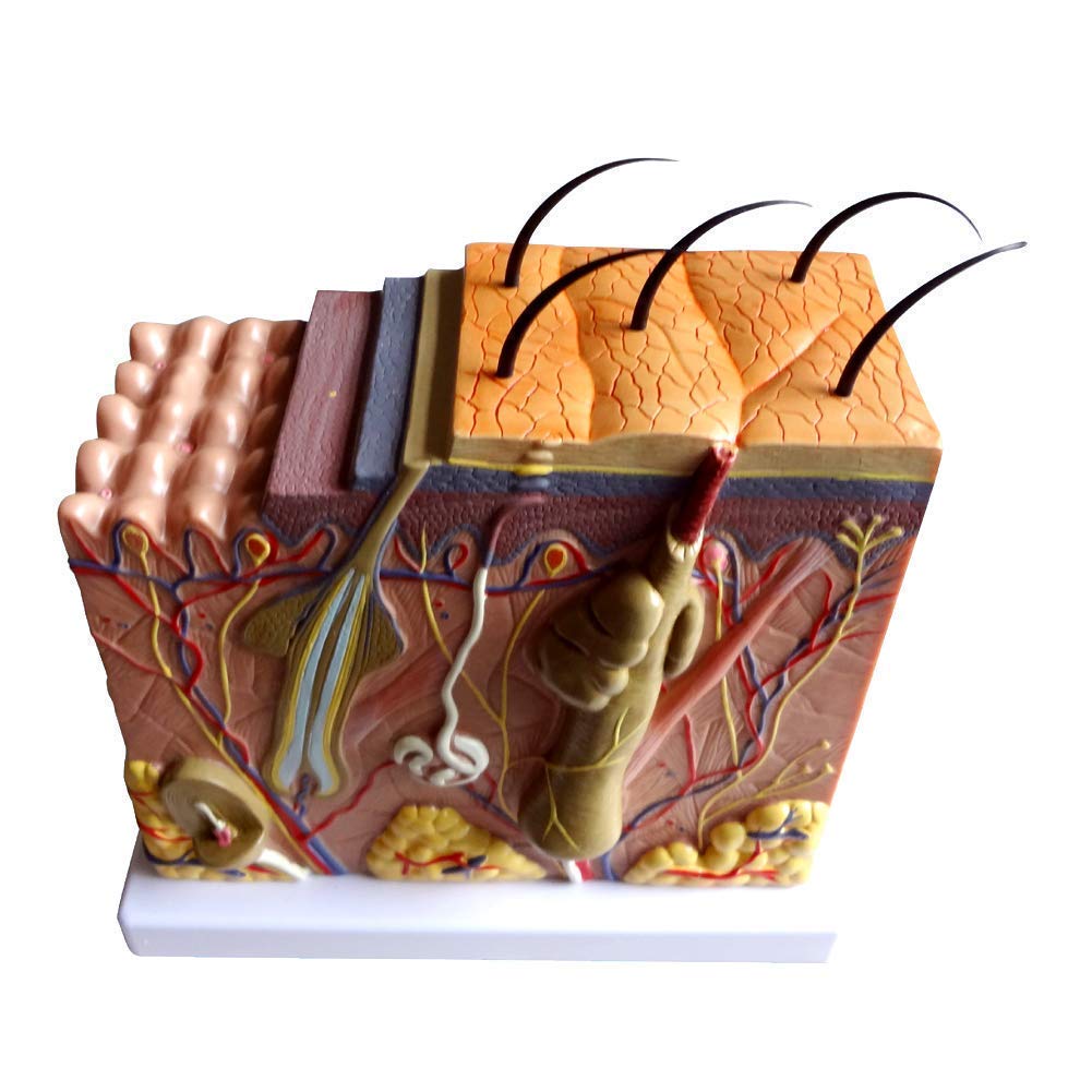 Buy Human Anatomical Skin Subcutaneous Tissue Dissection Teach Model ...