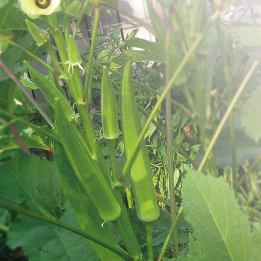 Amazon.co.jp: ITANSE オクラの苗 すずなり5角オクラ 3～3.5号【品種で選べる野菜苗】 (すずなり五角_4個, 即納) : DIY・工具・ガーデン