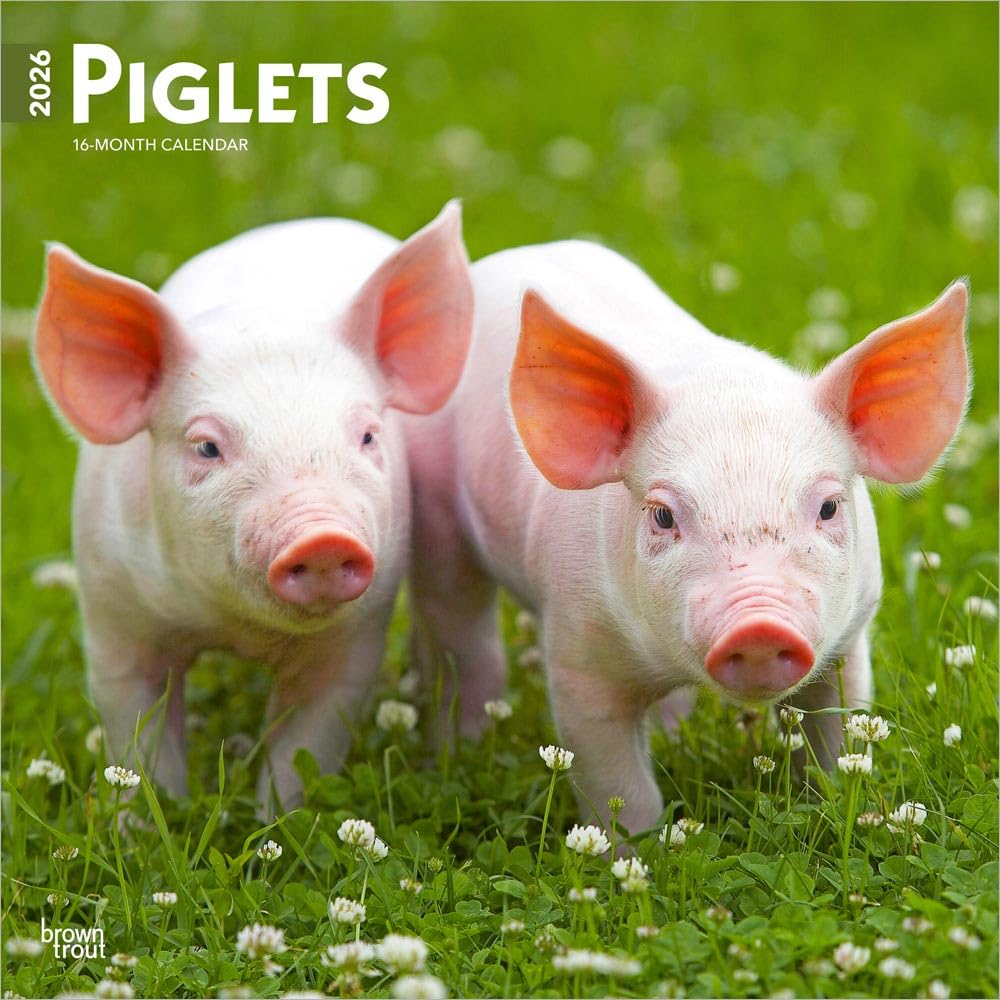 Piglets | 2026 12 x 24 Inch (Hanging) Monthly Square Wall Calendar ...