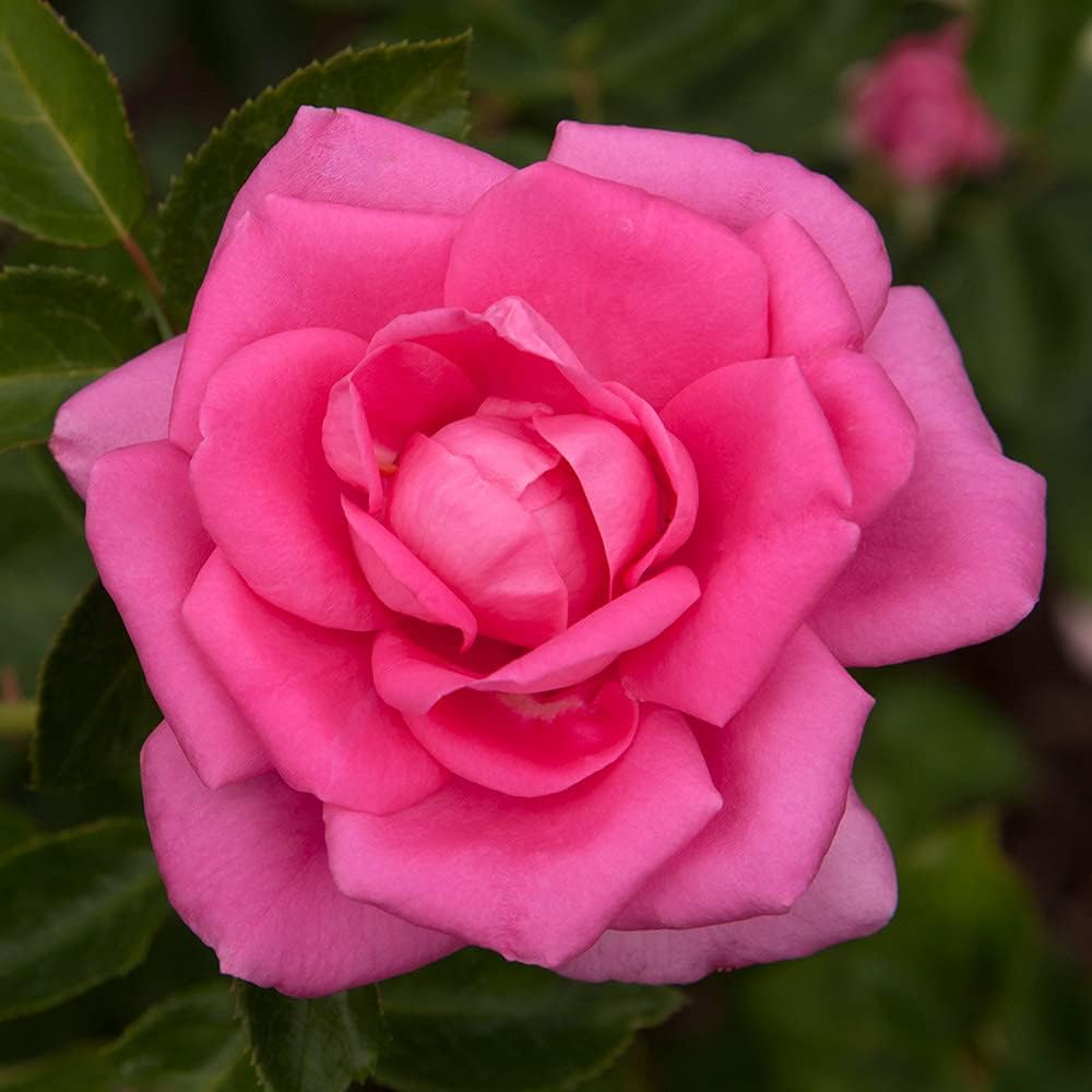 Amazon.com : Heirloom Roses Climbing Rose Plant - Handel Live Rose Bush ...