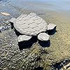 Amazon.com: AUTUMN Turtle Stepping Stone Mold - Concrete Cement Mold ...