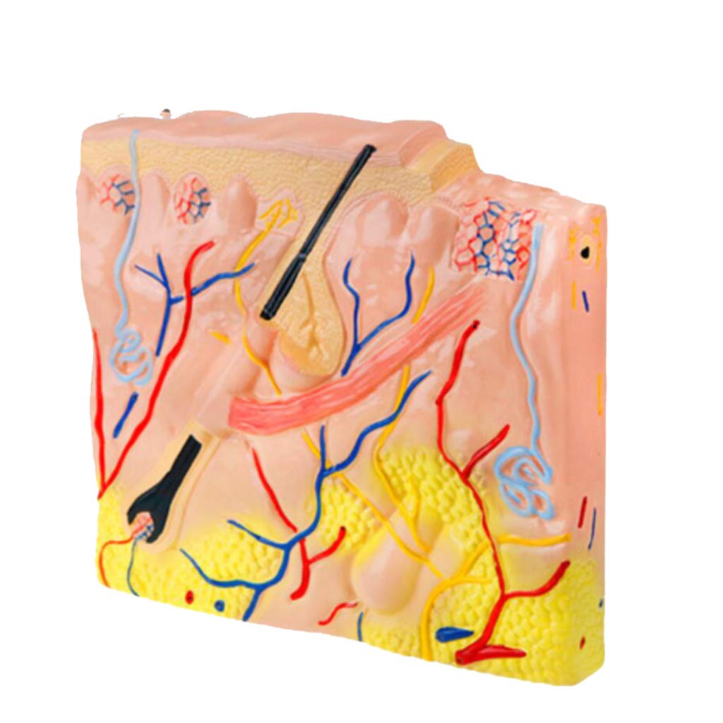 Buy LUCKFY Human Skin Anatomy Model,70X d Anatomical Model Anatomy ...