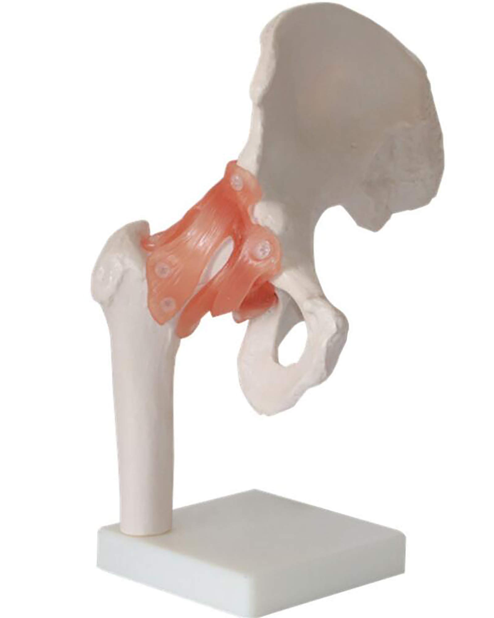 Buy Life Size Human Hip Joint Anatomy Model Functional Hip Joint Model ...