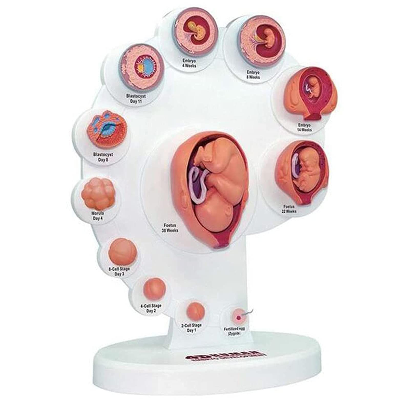 4d Human Fetal Development Model Fetus Development Model Fetus Organ ...