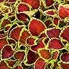 Amazon.com : Outsidepride Fairway Ruby Coleus Seeds for Planting - 100 ...