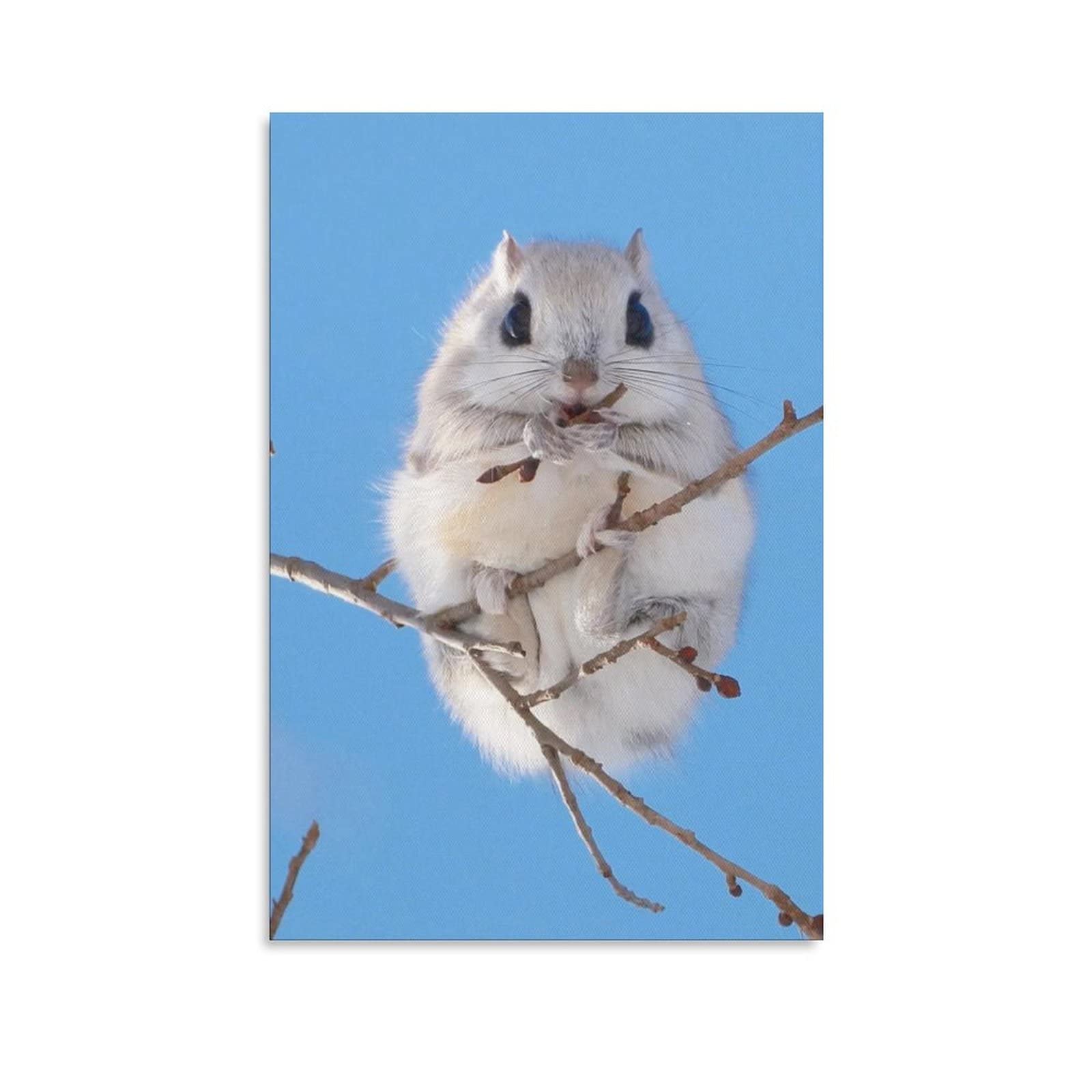 Pygmy Flying Squirrel
