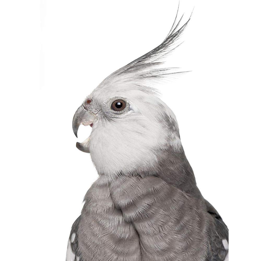 Male Grey Cockatiel