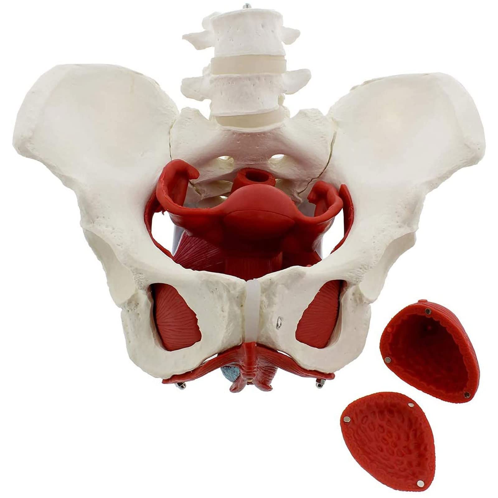 Buy GXJYLPP Female Pelvis Floor Model, Removable 3D Pelvic Model 6Pc ...