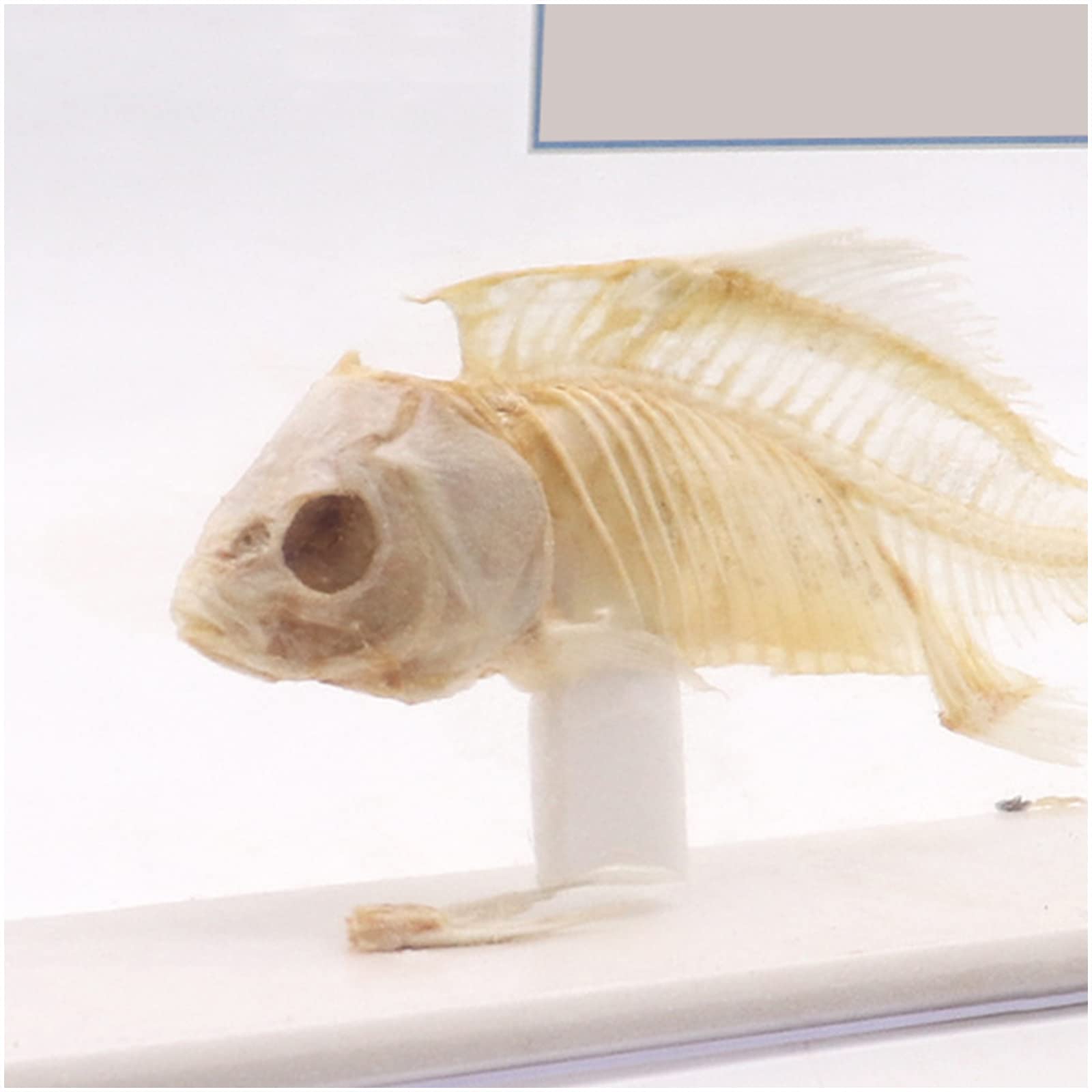 Goldfish Skeleton