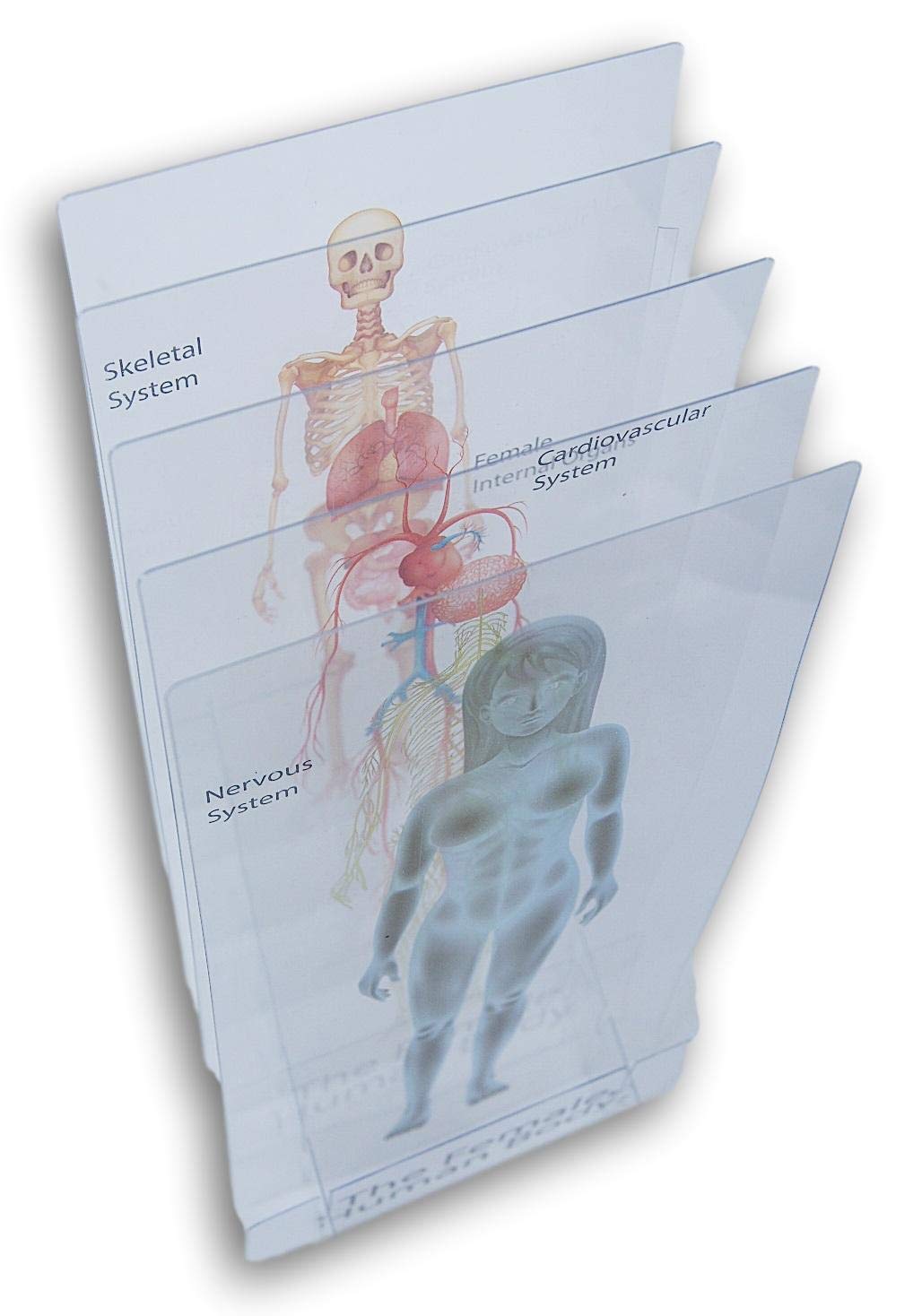 Snapklik.com : Paper Craft Layering Jumbo Flash Cards - Human Anatomy ...