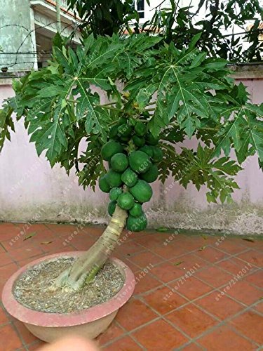 Edible Plant Seeds For Garden 30 Pcs Sweet Maradol Papaya Se.ed Outdoor ...