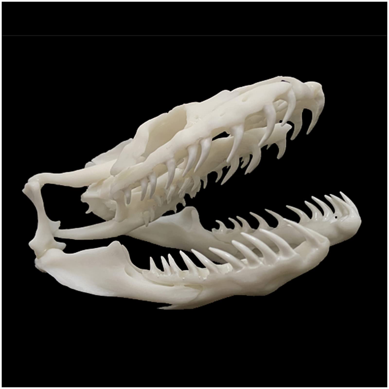 Horned Lizard Skull