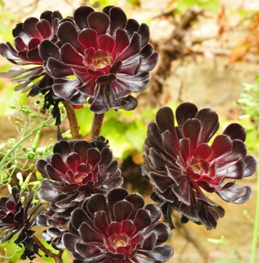Amazon.com : Live Aeonium Black Rose Plant in 4 Inc Pot Succulent ...