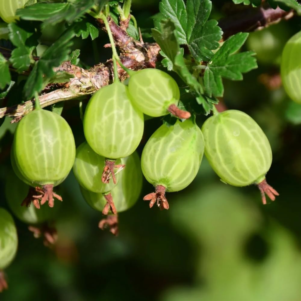 Amazon.com : Sweet Gooseberry Tree Plant Live, Pixwell Gooseberry Bush ...