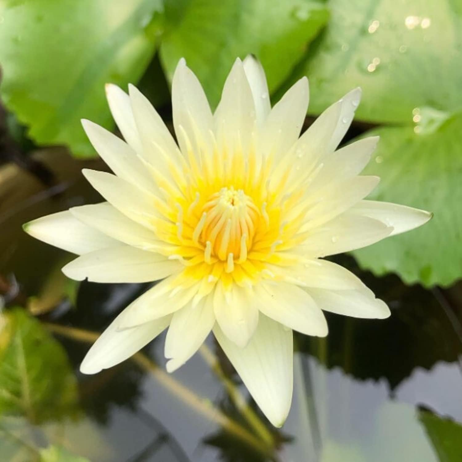 Amazon.com : Mainam Mix Colorful Tropical Water Lily Tuber Live ...
