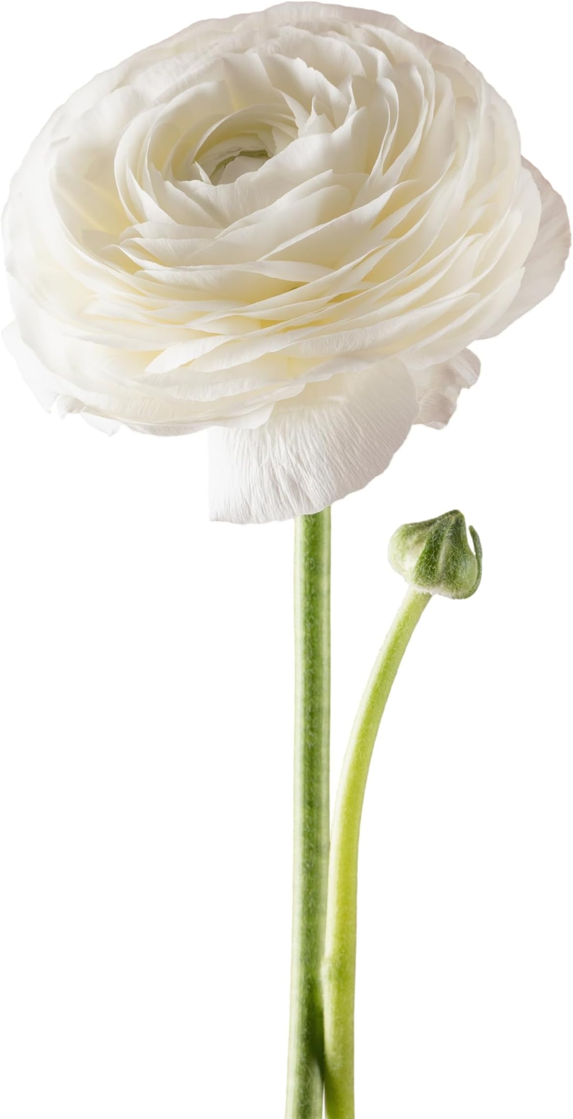 Amazon.com : Easy to Grow Italian Ranunculus 'Elegance Bianco' Plant ...
