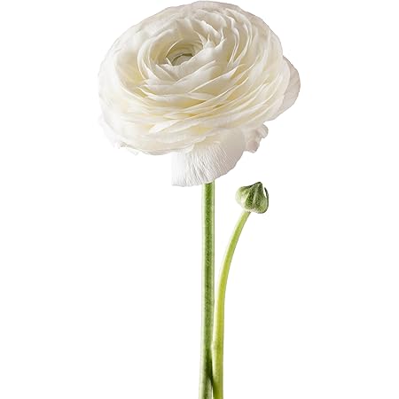 Amazon.com : Easy to Grow Italian Ranunculus 'Elegance Bianco Striato ...