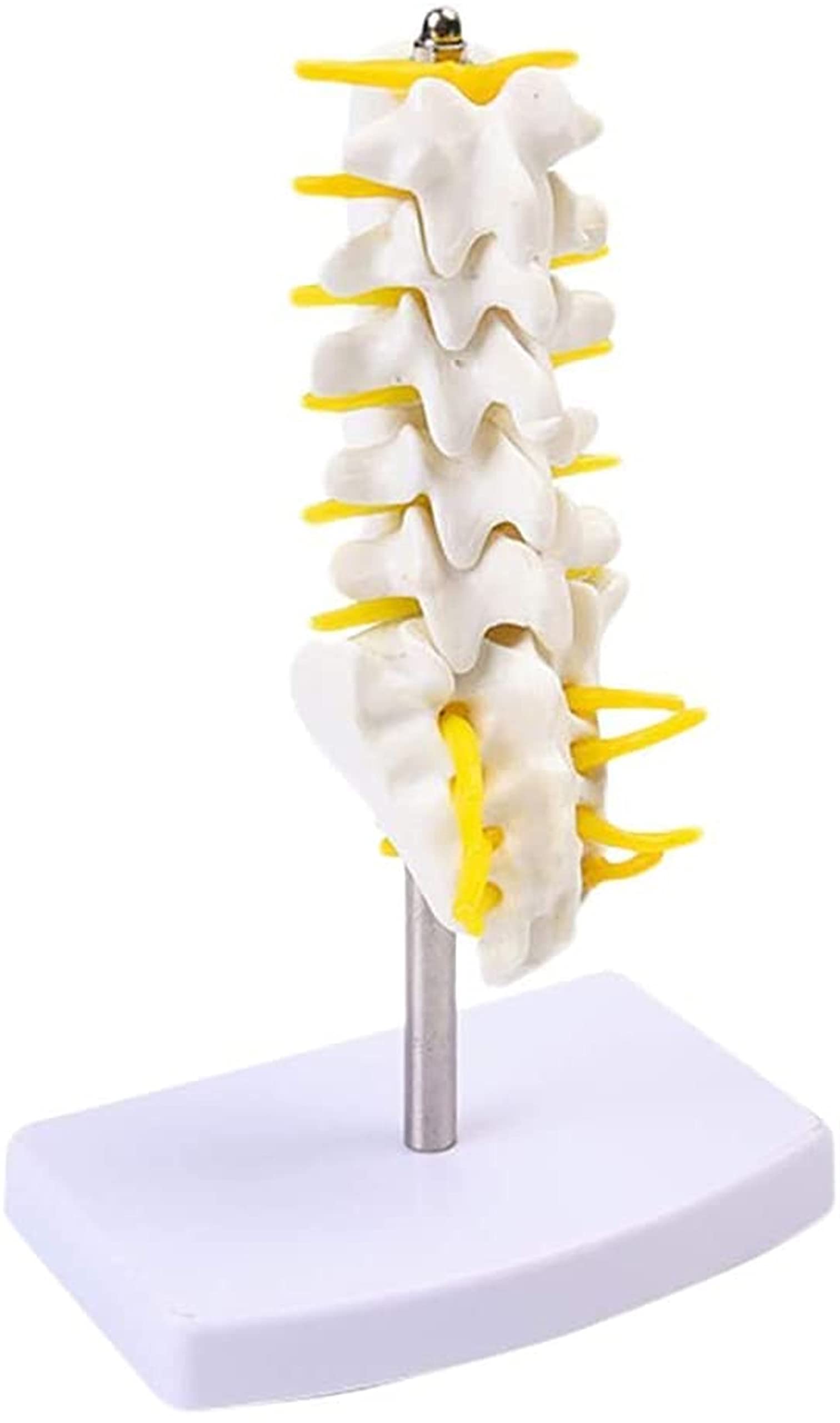 Buy Body Model Lumbar with Tail Vertebrae Model - Human Anatomy Lumbar ...