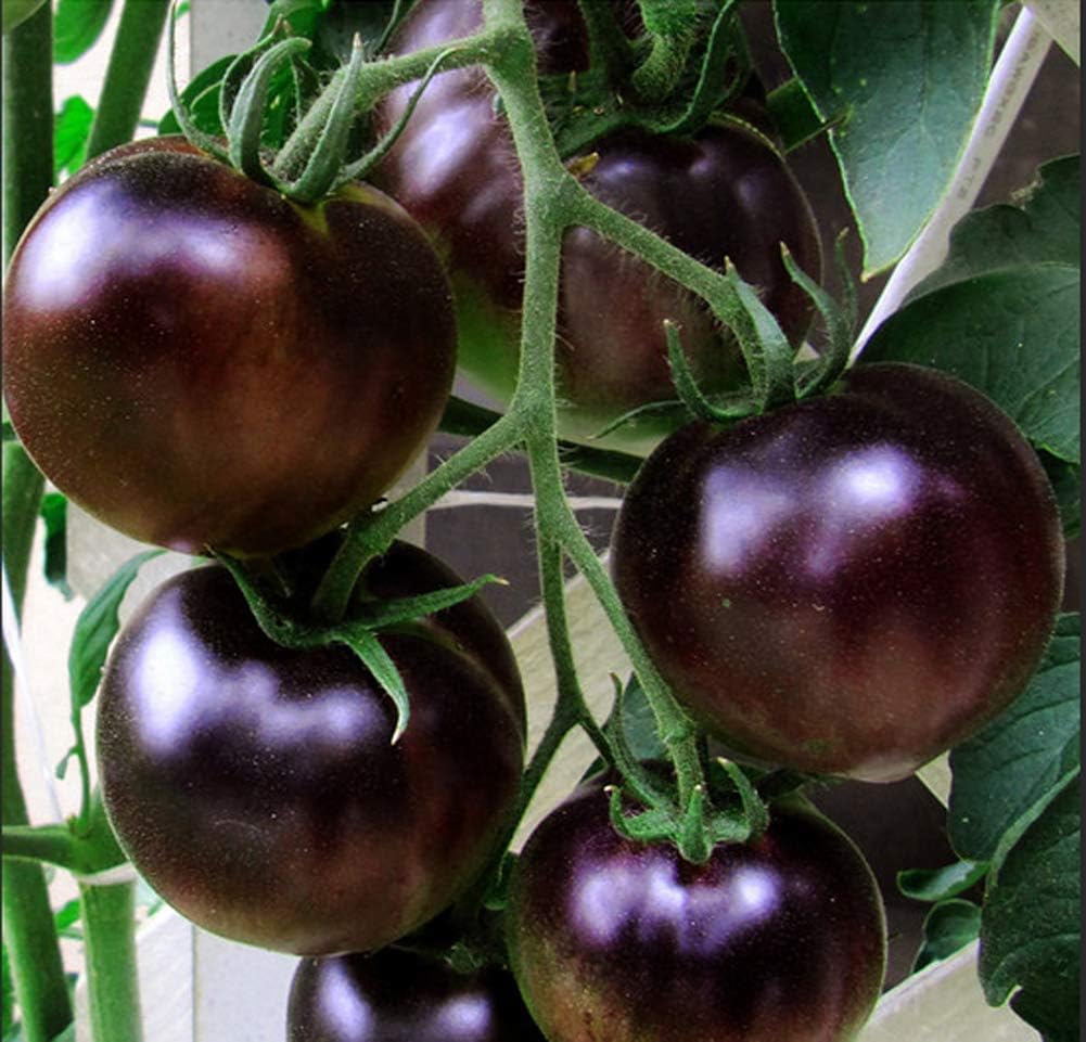 Purple Cherry Tomatoes Seeds 30+ （Lycopersicon）Cherry Cascade Fresh ...