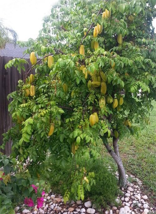 MITU Live Plant Star Fruit | Grafted Carambola Fruit/Birambi/Carambola ...